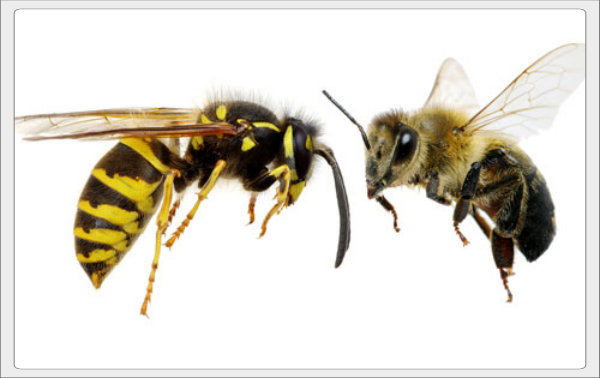 Bees Versus Wasps – Difference And Comparison ~ Bayswater Pest Control