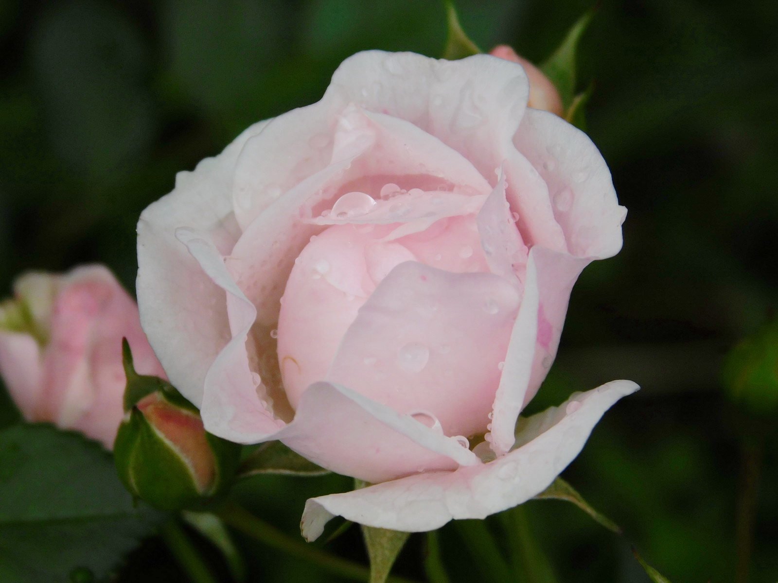 LA MULTI ANI, ROMANIA!: Trandafiri roz pitici