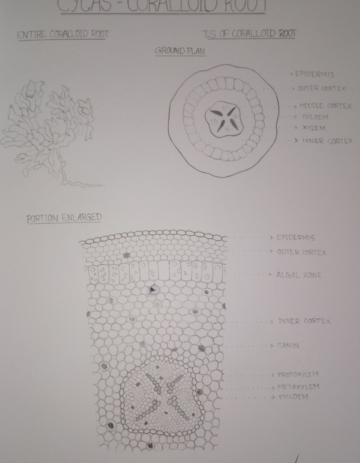 Rekha's blog in Botany: Cycas- coralloid root T.S.