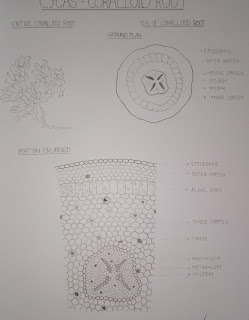 Rekha's blog in Botany: Cycas- coralloid root T.S.