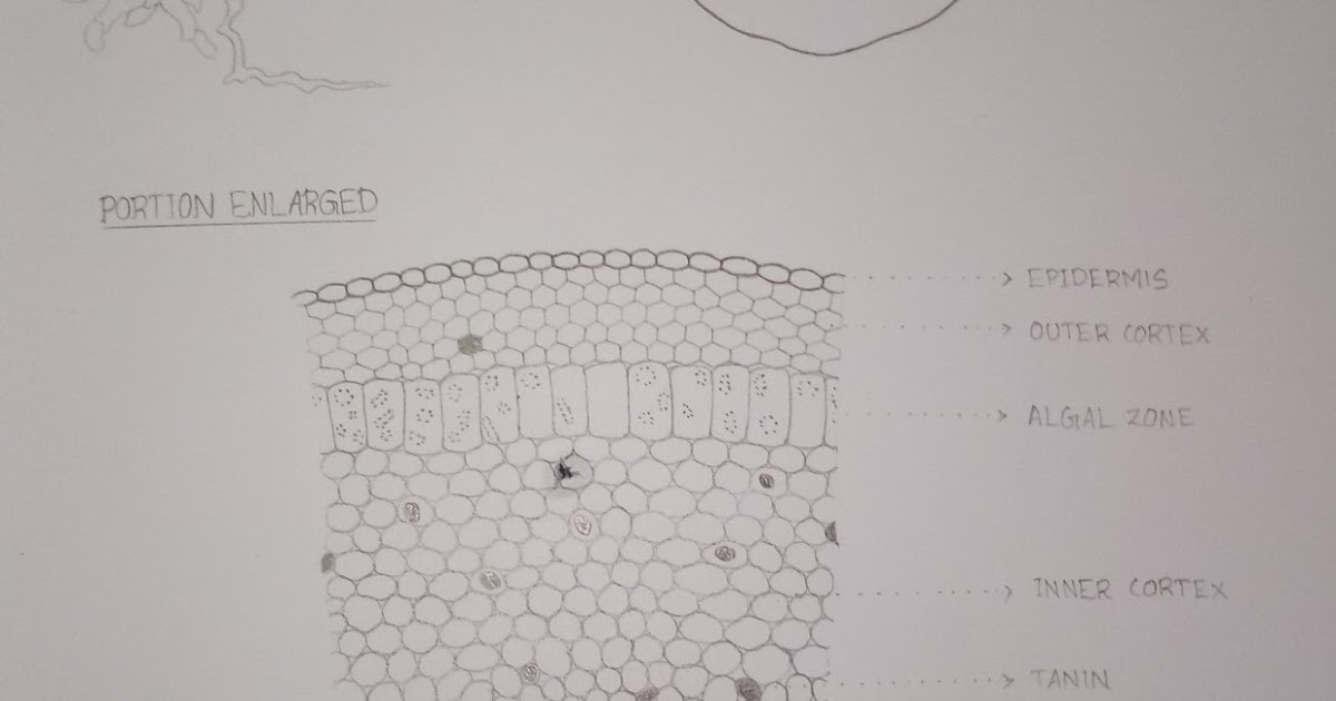 Rekha's blog in Botany: Cycas- coralloid root T.S.