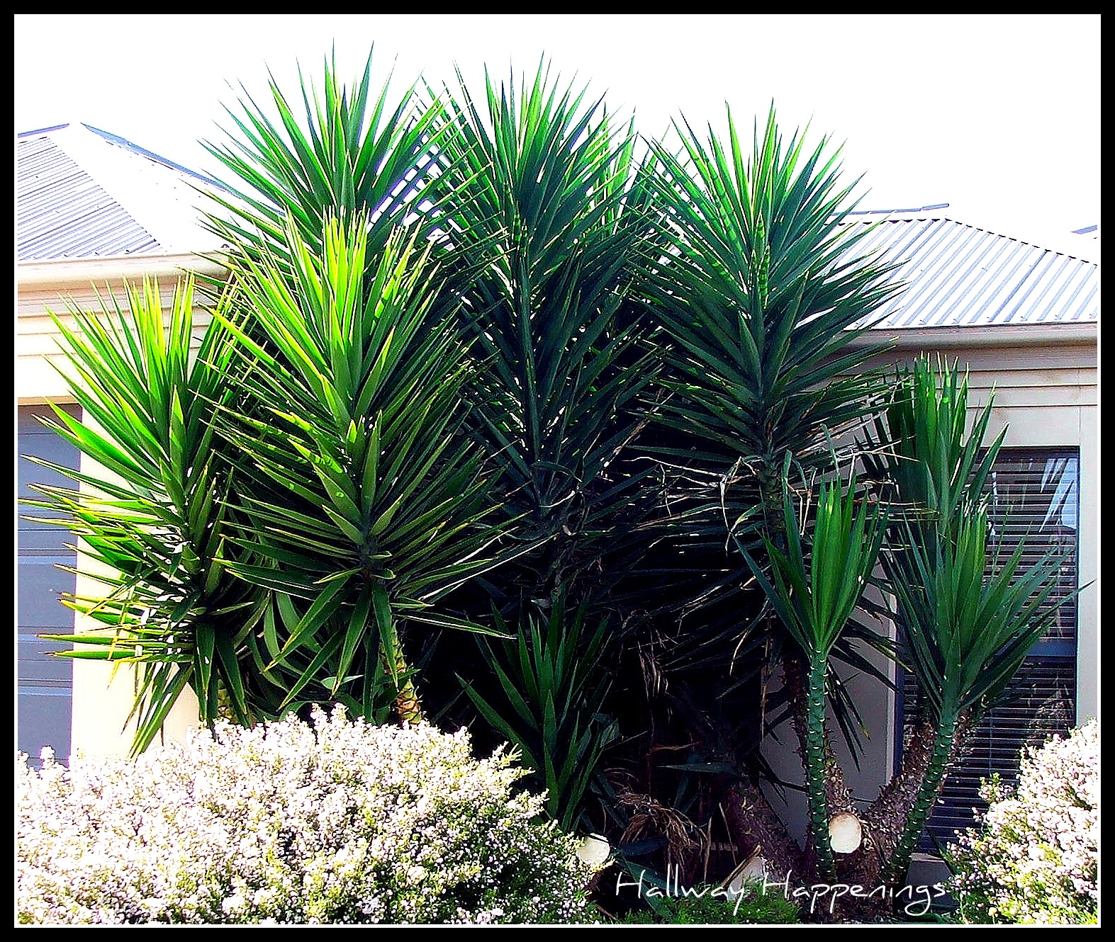 Hallway Happenings: Hard Yukka