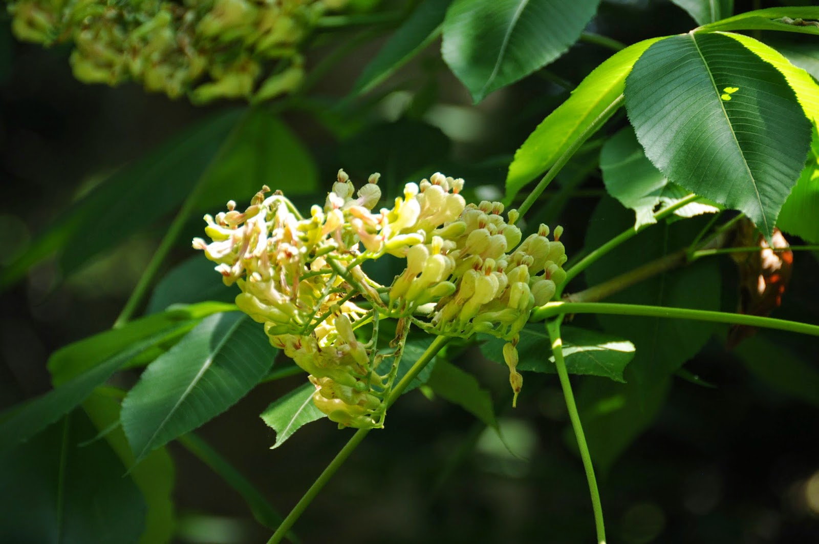 A Year With the Trees: Yellow Buckeye -Aesculus flava