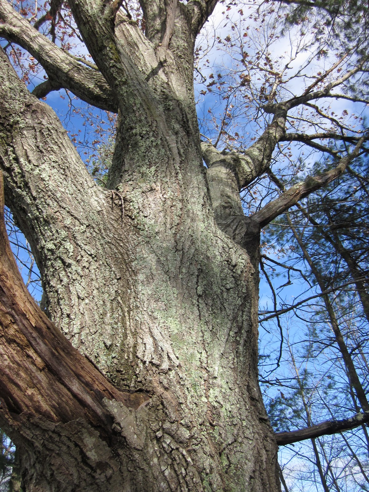 finding our bearings - Stout Oak Farm