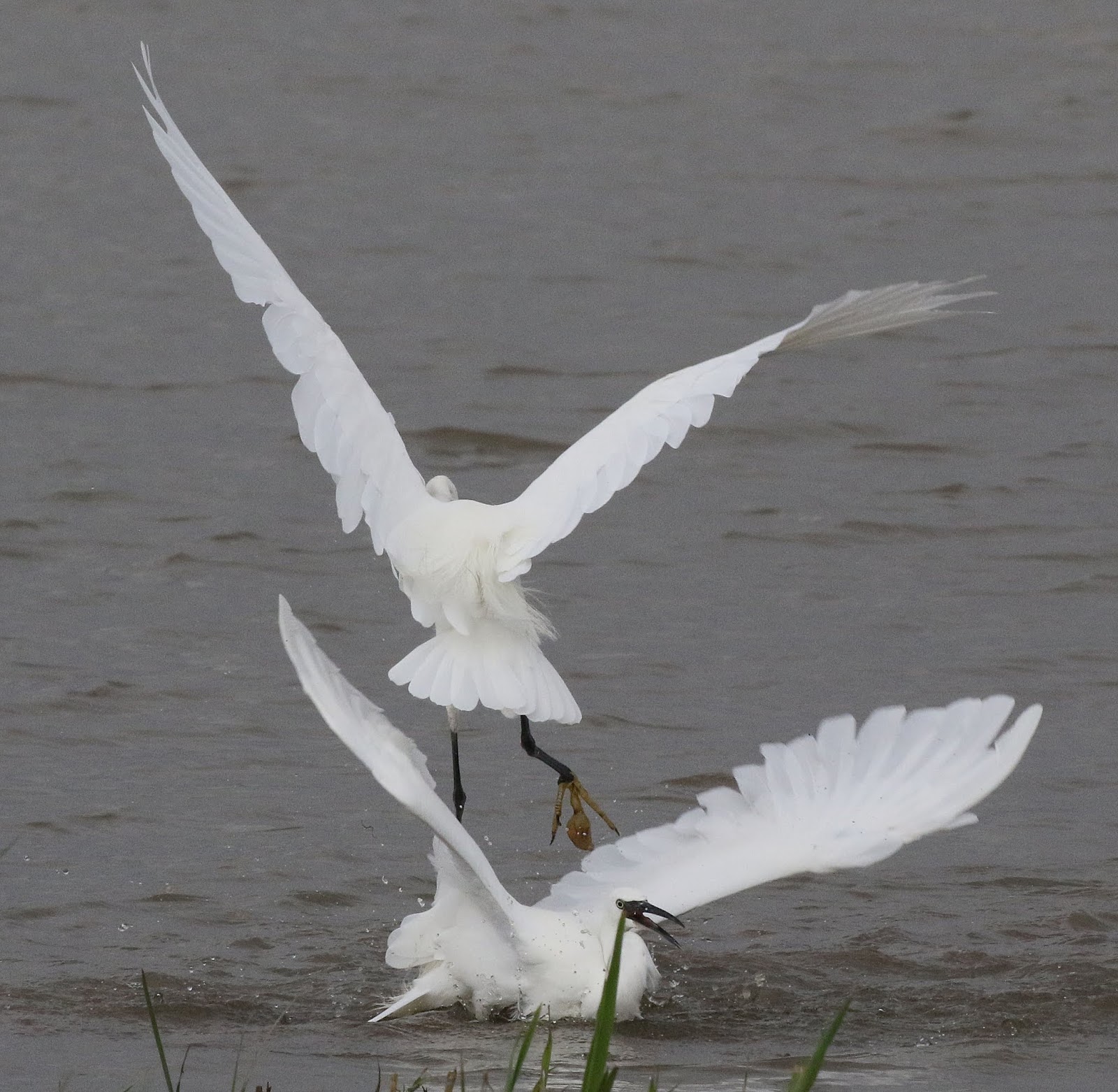 Birding with Flowers: Spurn Migration Festival & Others