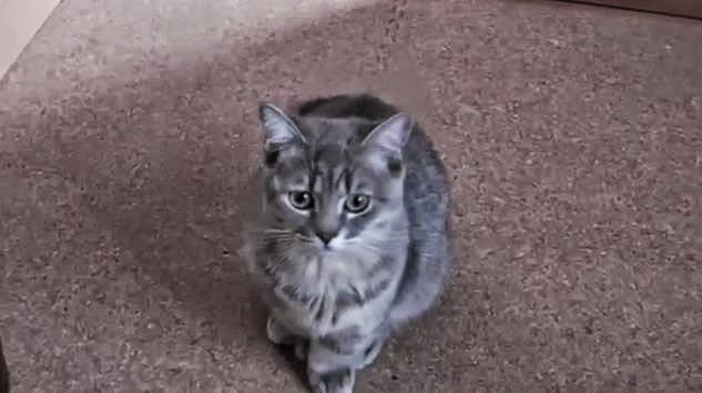 Imperdible: Mira a este gatito y su tierna manera de pedir comida ...