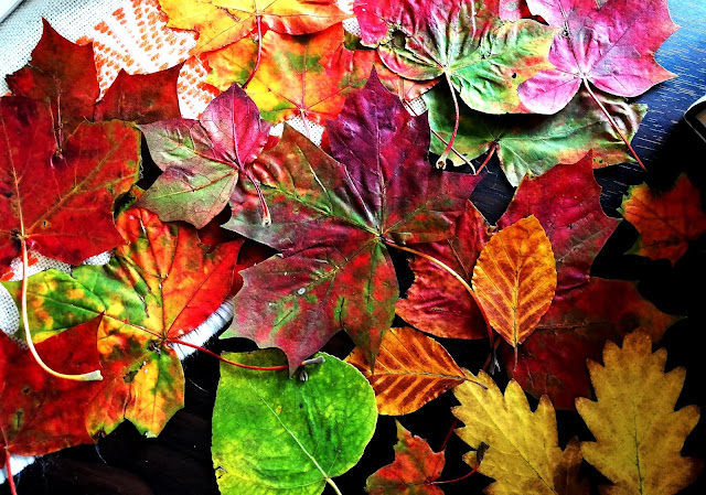How to preserve Fall leaves (9 methods).