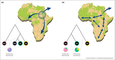Cosmosophy: Out of Africa, a new scheme