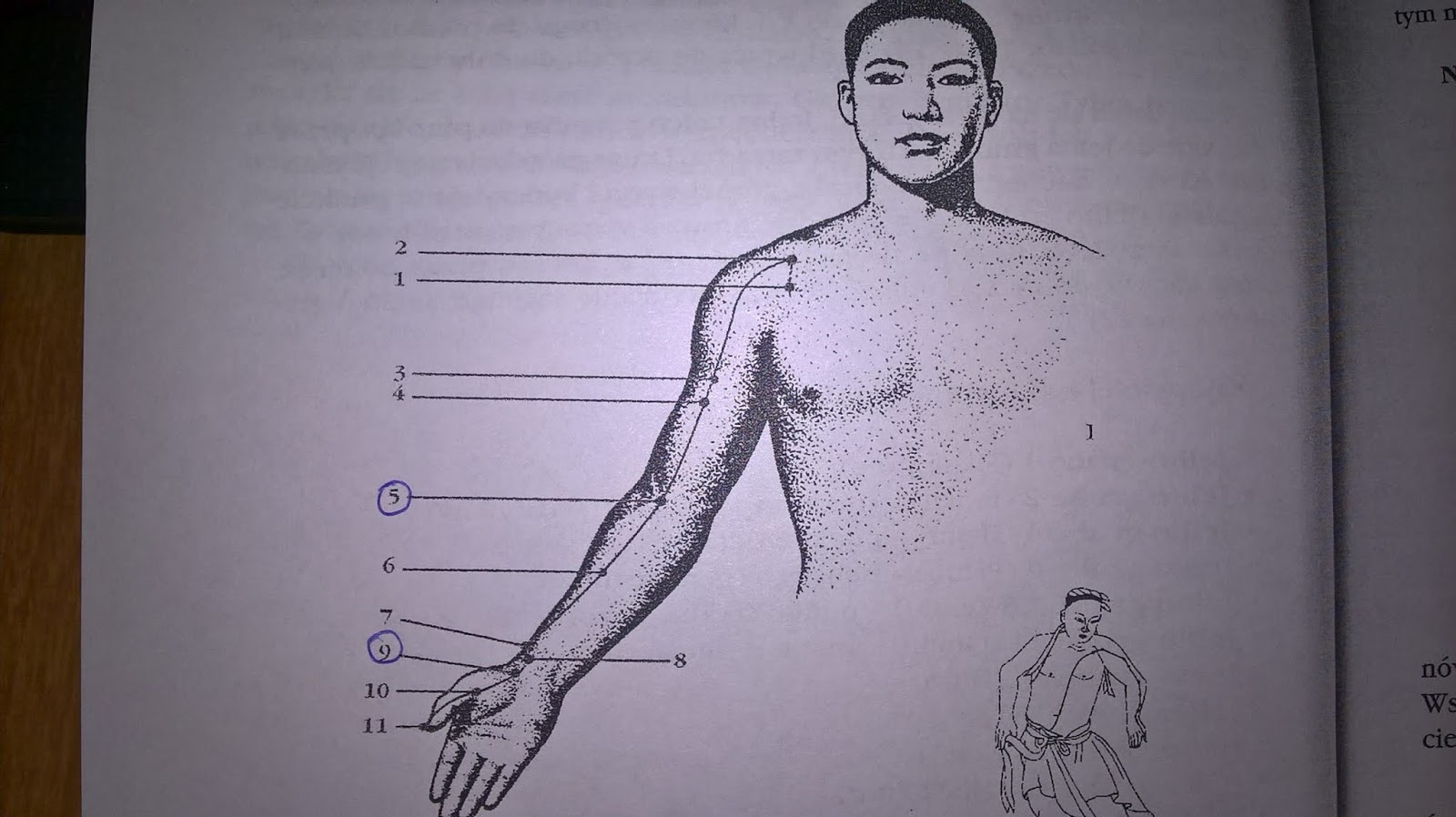 Willa Stópka: TCM 7. Meridian płuc