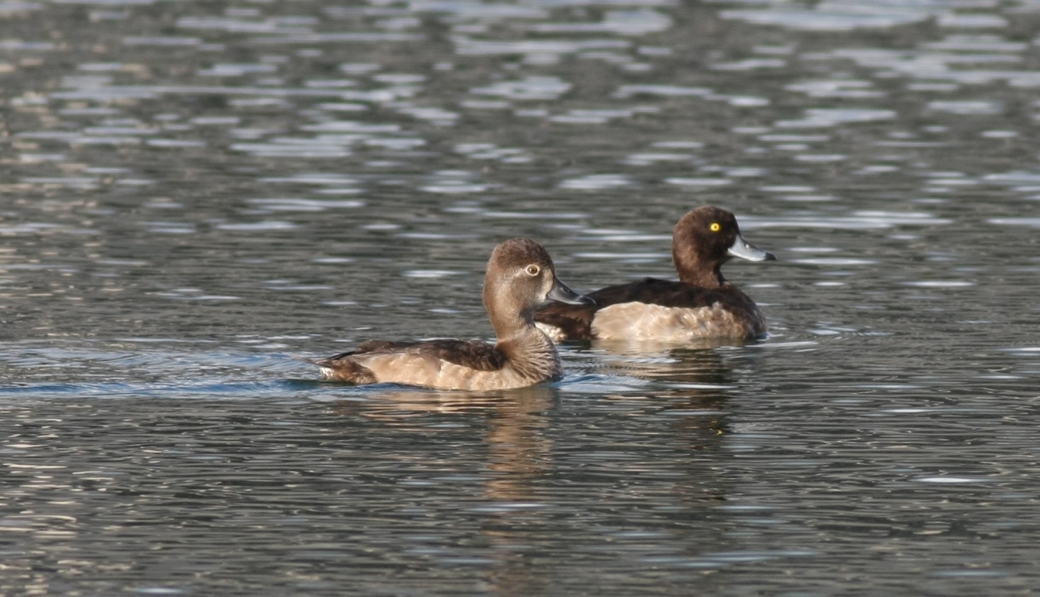 La Palma Birds: Ring-necked Duck