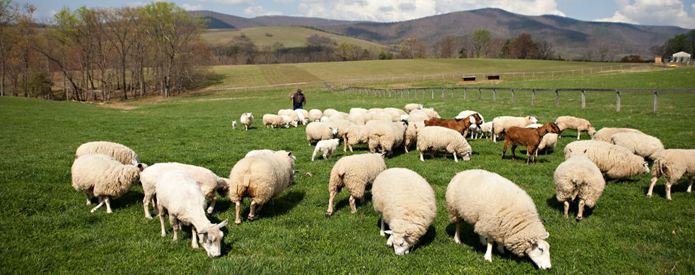 money and business: HOW TO START A SHEEP FARM