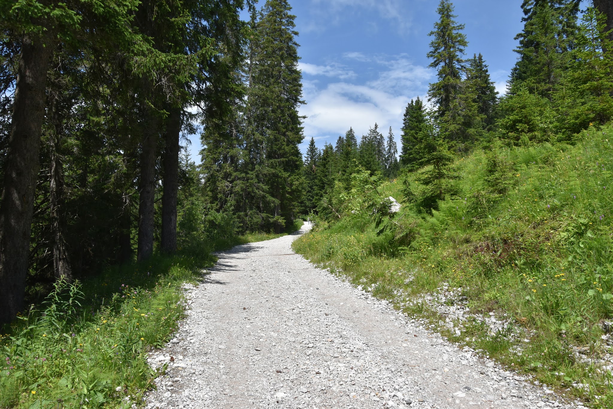 Malga Nemes e Coltrondo: escursione ad anello da Passo Monte Croce Comelico