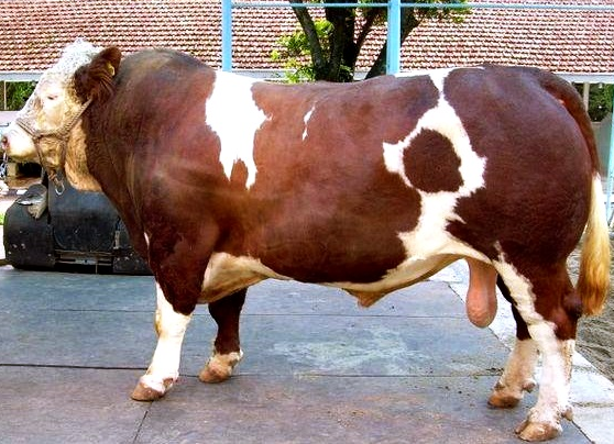 Macam-macam Jenis Sapi Potong Unggul Dengan Kualitas Daging Super ...