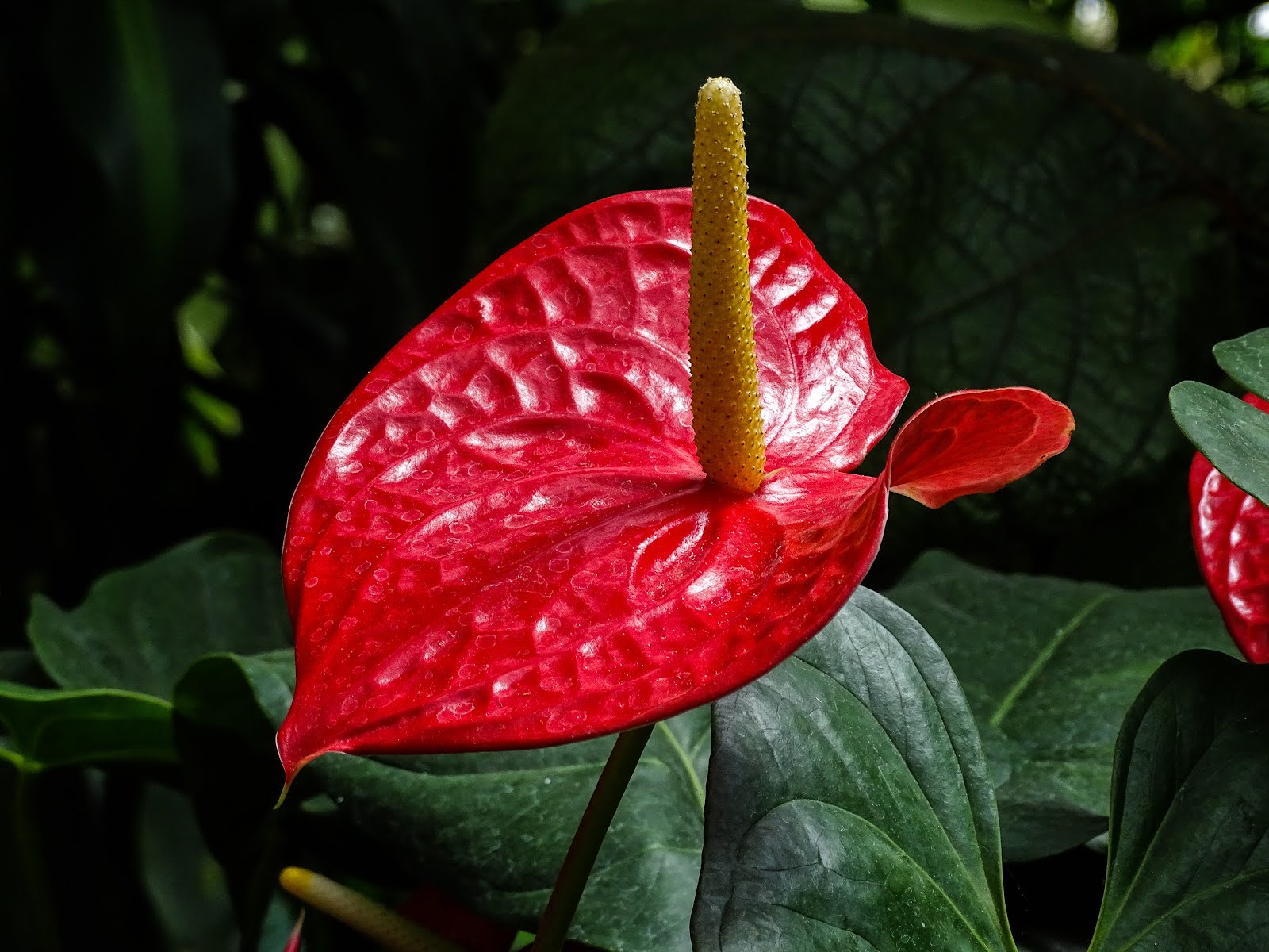 Walking Arizona: Tropical Flowers