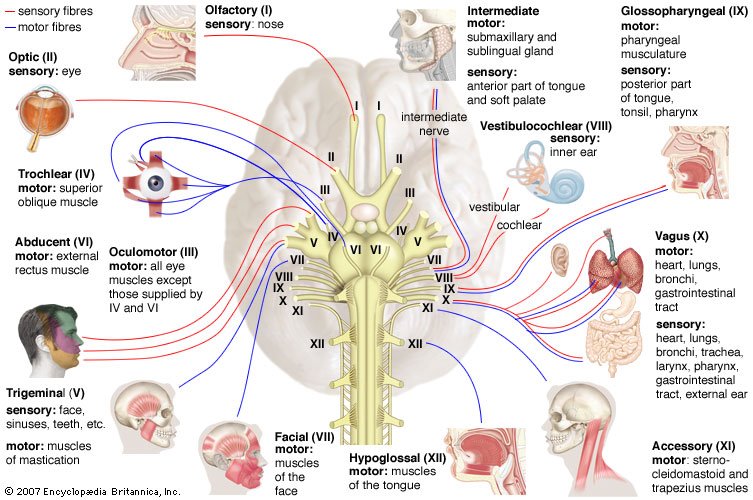Learn Medicine Online: Cranial Nerves and their origin