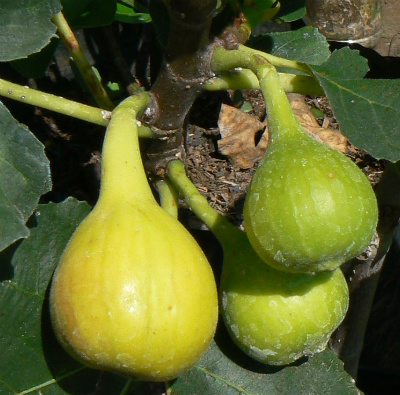 Long Yellow Fig - Var Tin