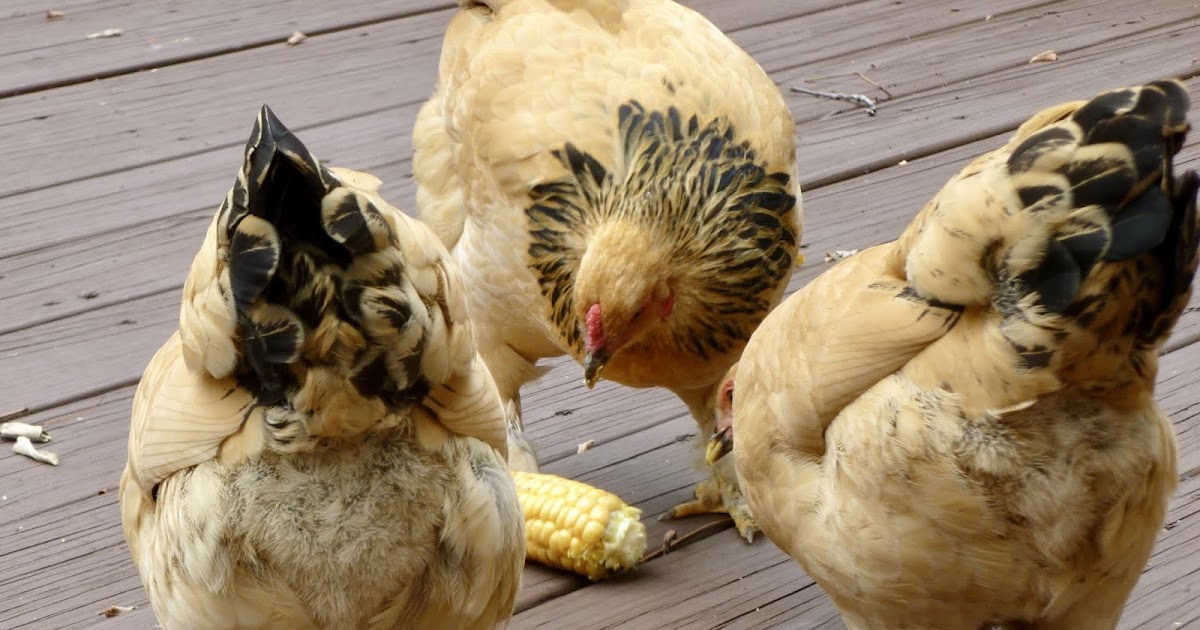 Theory Of The Mighty Chicken