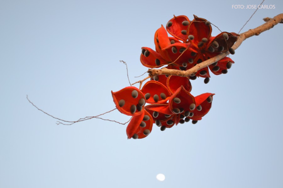 Carinhanha (Paisagens): PAISAGENS Carinhanha