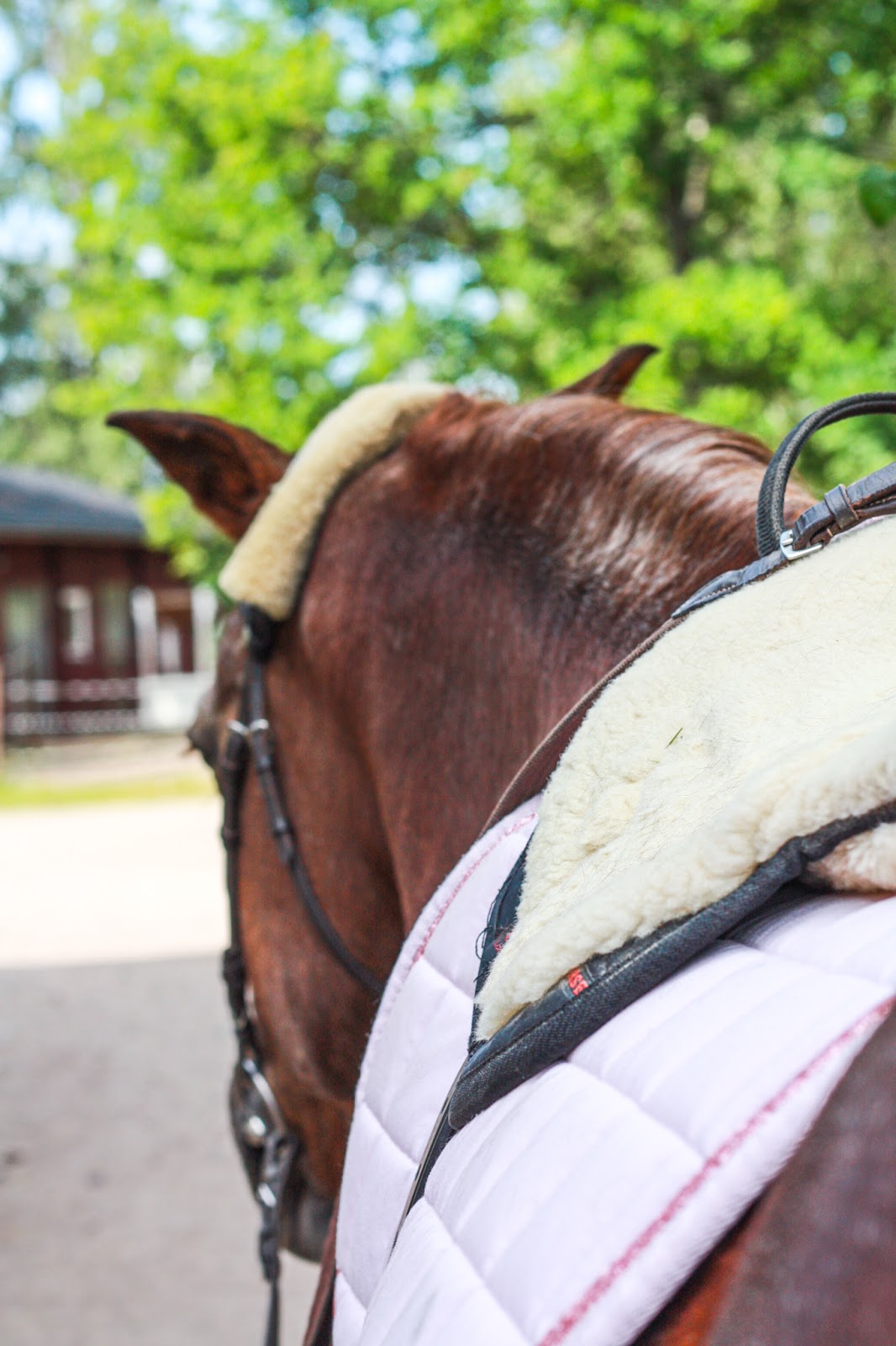 #224: Hampan makeover || ämpärilista