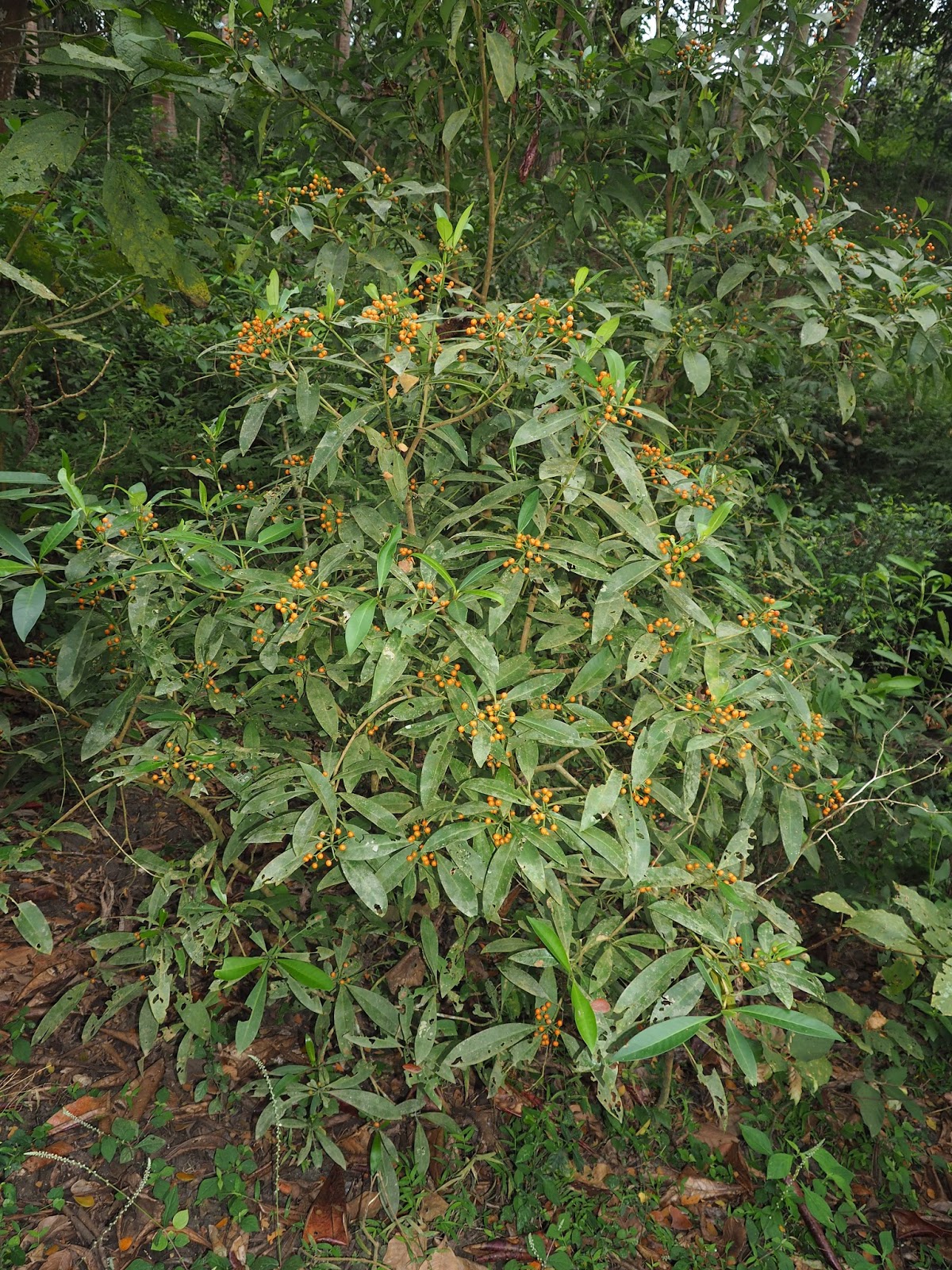 Pure Oxygen Generators: Blooms in Intense March Heat