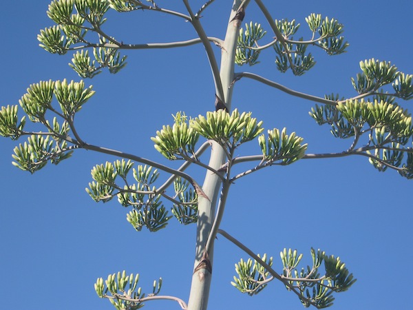 Tucson Tom Blog: Blue Agave Bloom