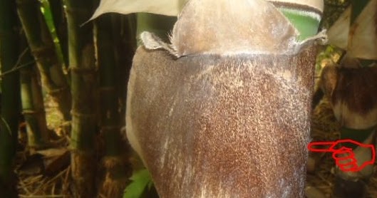 Ciri Khusus 6 Jenis Bambu Dan Fungsinya/Manfaatnya - foldersoal.com - 2 ...