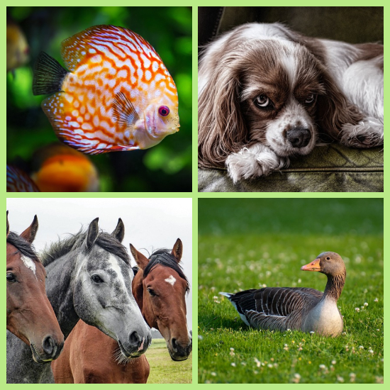 FLE en ESO: Travaillez le lexique des animaux