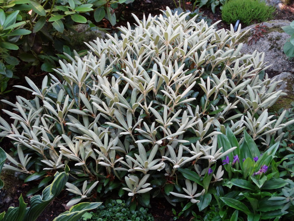 Hagtorpet: Rhododendron - indumentum och tomentum