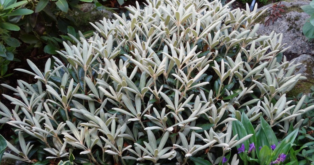 Hagtorpet: Rhododendron - indumentum och tomentum