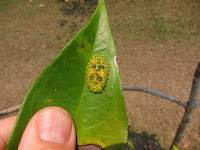 A JOIA DA NATUREZA - ACRAGA COA