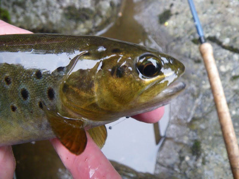 pêche cantal en Auvergne "Pechez en Pays Gentiane": Les Techniques