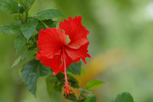 ♦ गुडहल का फूल और अनुलोम विलोम प्राणायाम दोनों ही हैं उत्तम रक्त शोधक ♦ ...