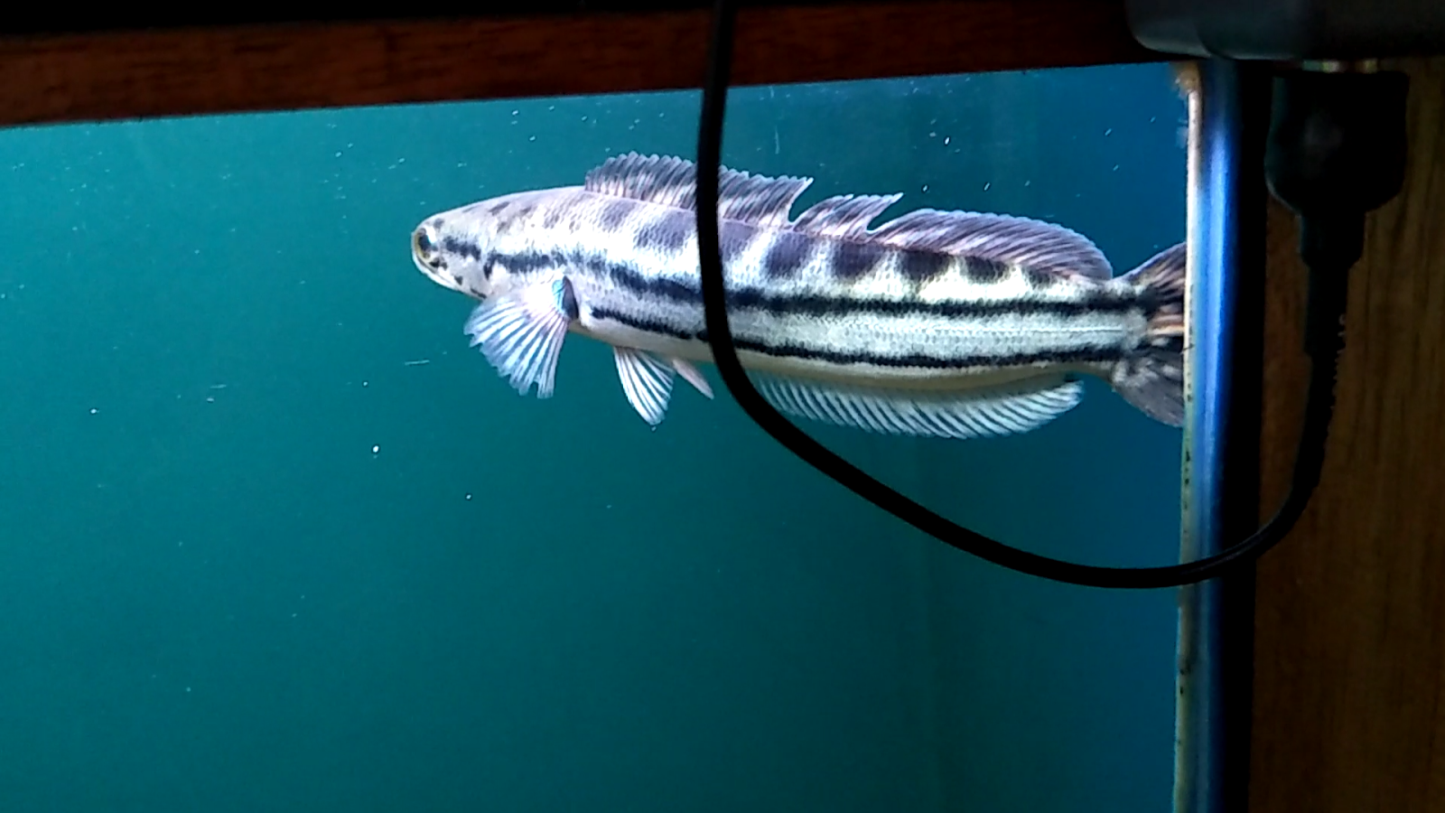 Channa Micropeltes var Kalimantan