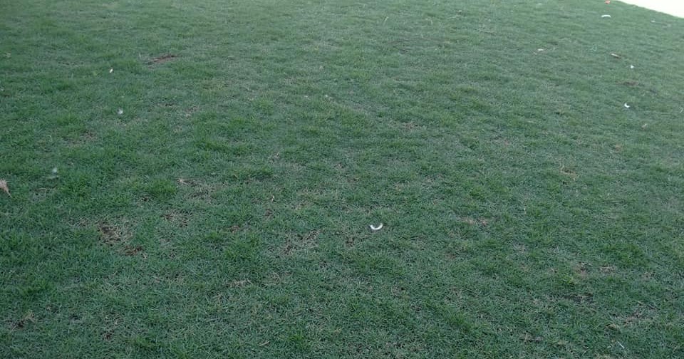 Jual Rumput Golf Bermuda Surabaya - TUKANG TAMAN SURABAYA