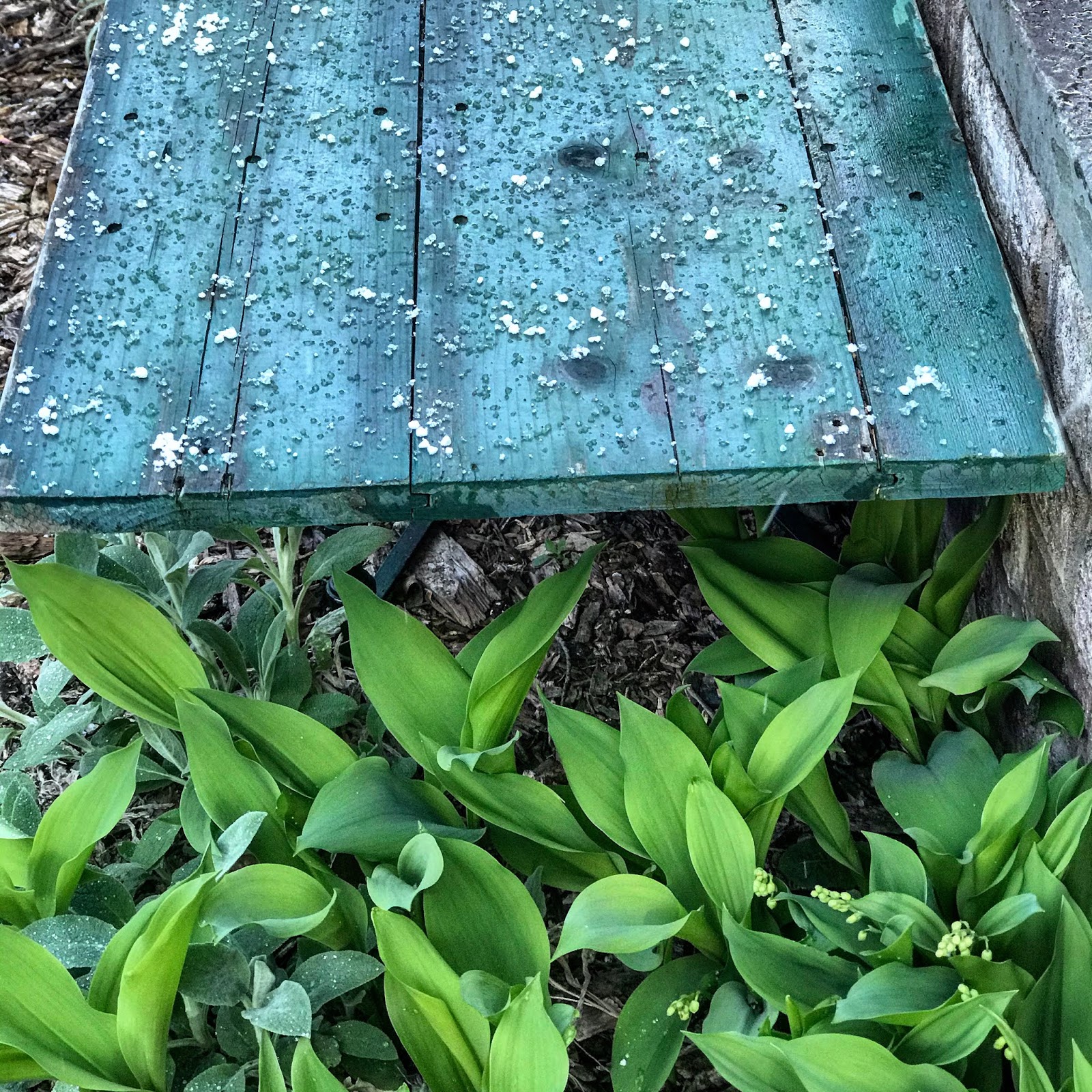 Content in a Cottage: May Snow: Lily of the Valley Blooms