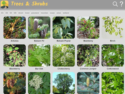 EcoFriendly Sask: Early-Flowering Trees and Shrubs on the Canadian Prairies