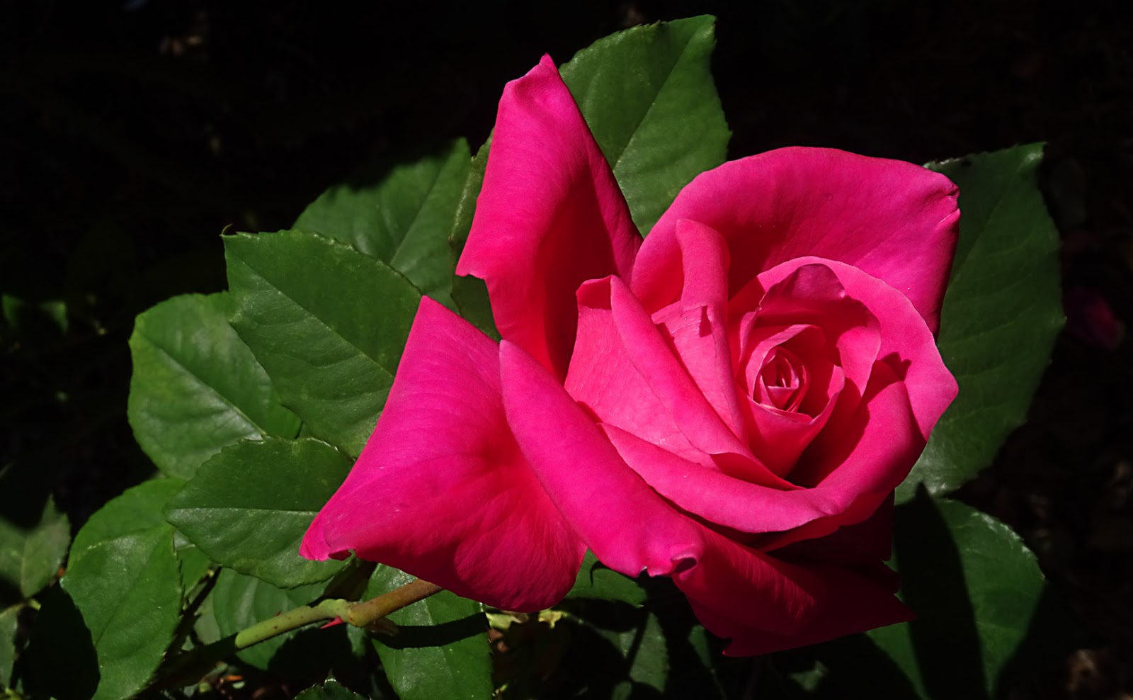 NixPixMix: MIRANDA LAMBERT ROSE