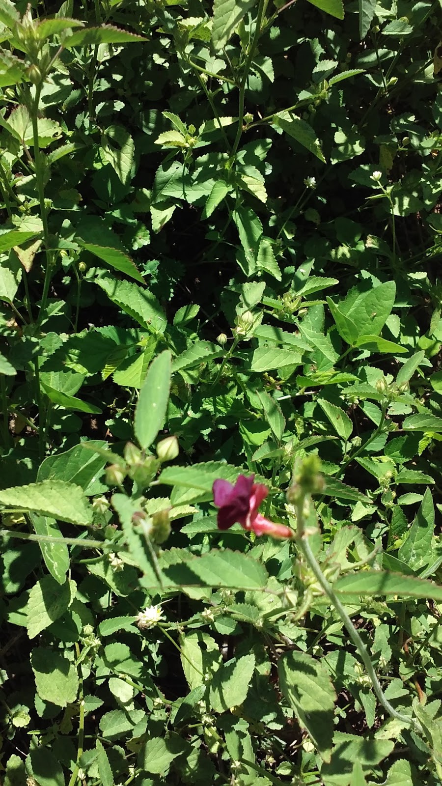 Sertão florido: flores da caatinga - Giovani Costa