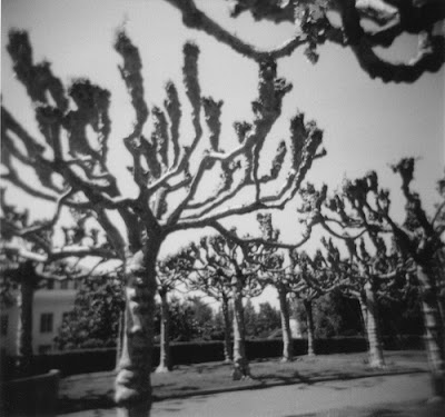 "The Drip" Mudgee: A Pollarded Tree is a Beautiful Thing