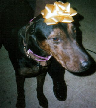 Barkin' Good Time Pet Musings