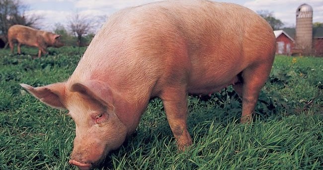 All Animals: Pig,Profile,Latest news,Photos