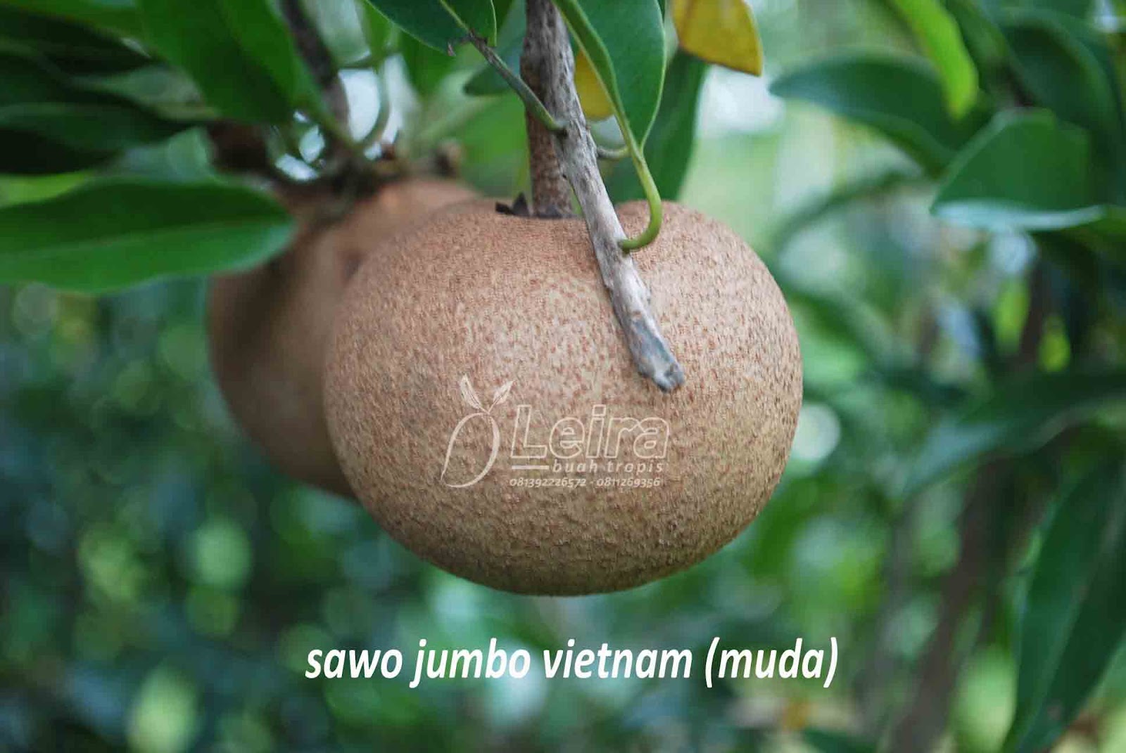 Sawo Jumbo Vietnam ~ Leira Buah Tropis