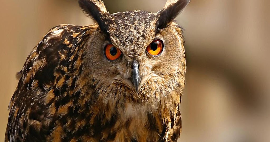 Owl | The Biggest Animals Kingdom