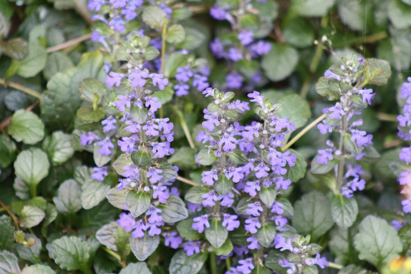 Roses and Other Gardening Joys: The Secret to Growing Ajuga in Texas