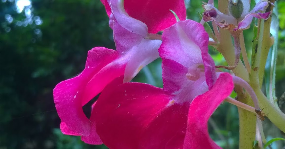 THE LITTLE BEAUTIFUL PLANT 'KUDALU'