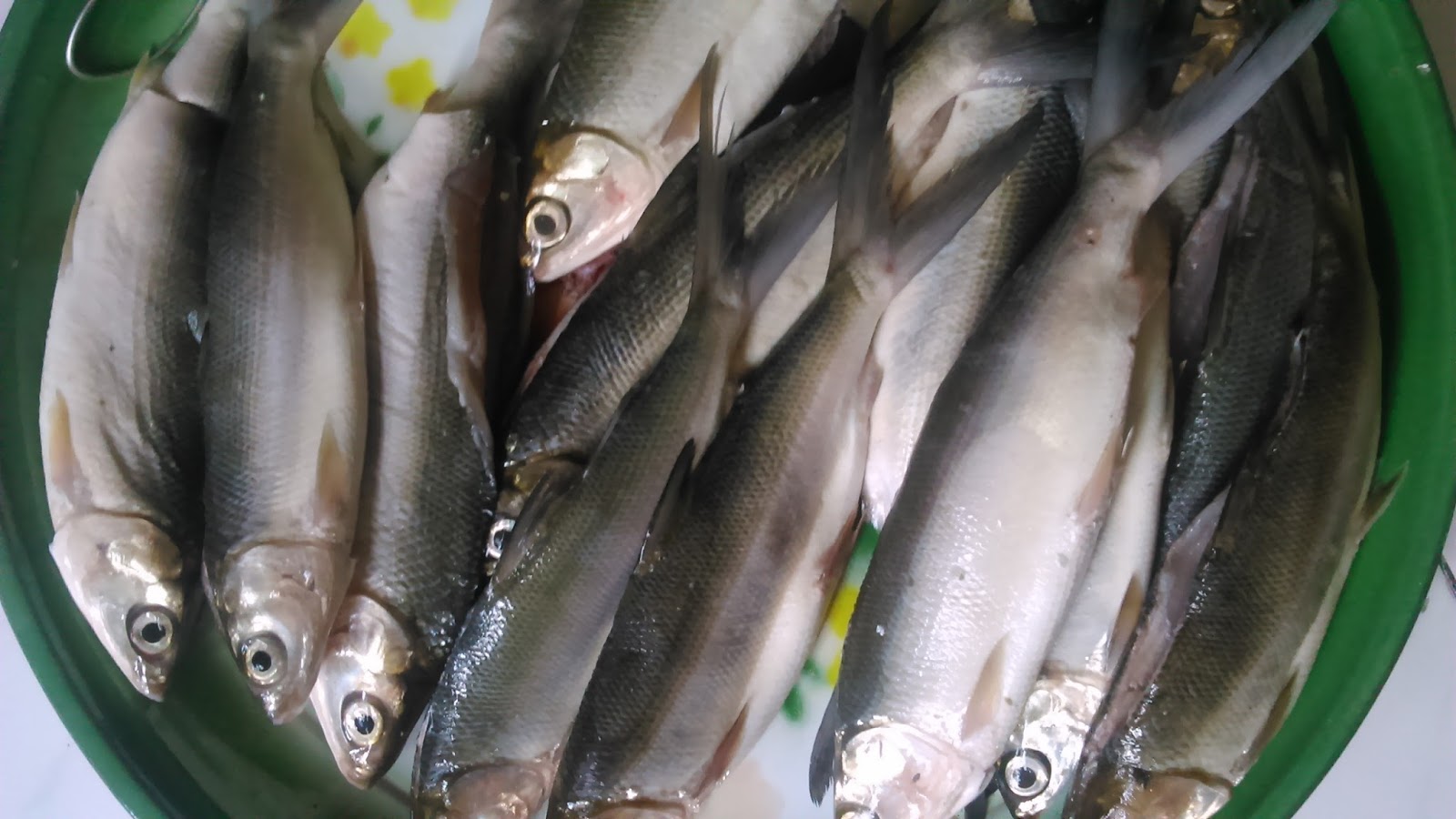 Milk Fish Fresh Recipes Fried with Crispy or Moist Texture - Frozen ...