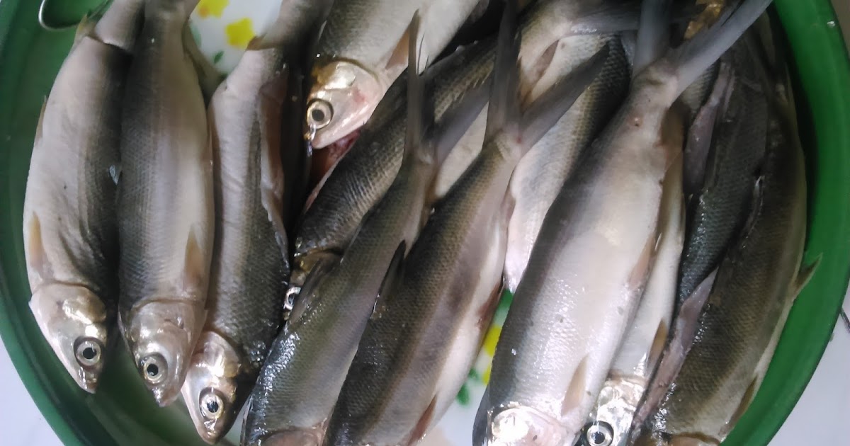 Milk Fish Fresh Recipes Fried with Crispy or Moist Texture - Frozen ...