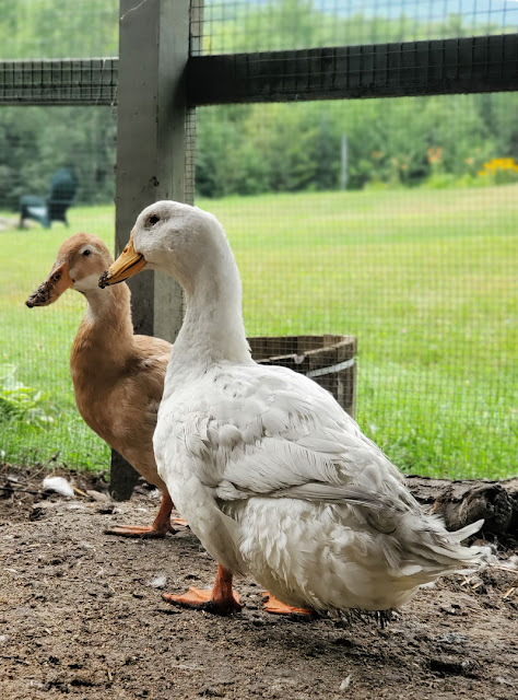 Treating Foamy Eye and Sinus Issues in Ducks Naturally - Fresh Eggs ...