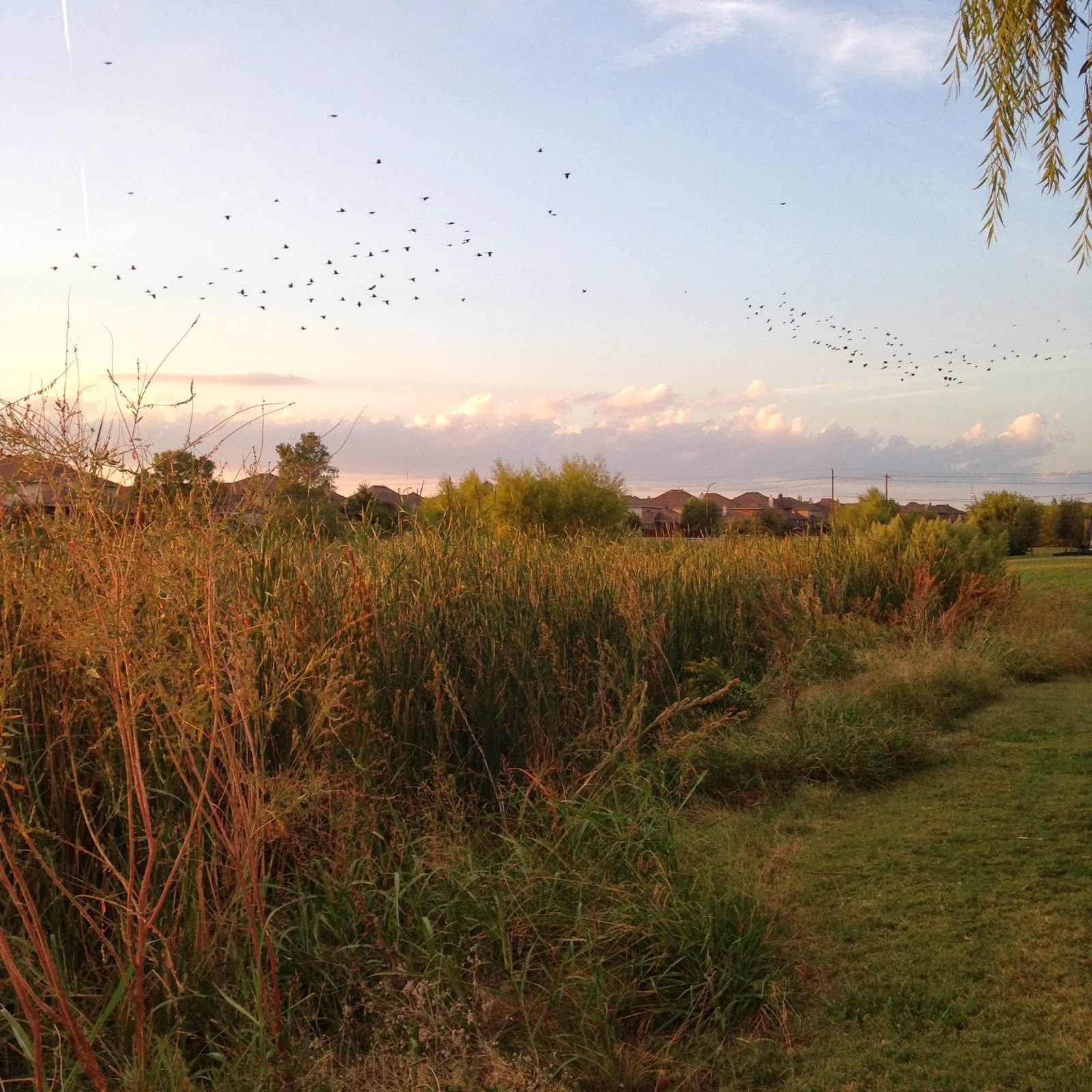 Mean Green Mandala: Local Ethnobiology in North Texas: Suburban ...