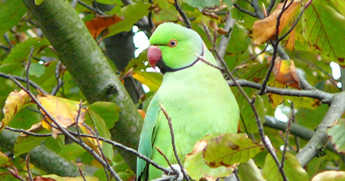 ShukerNature: PARROTING HENDRIX AND HEPBURN NOT WARRANTED